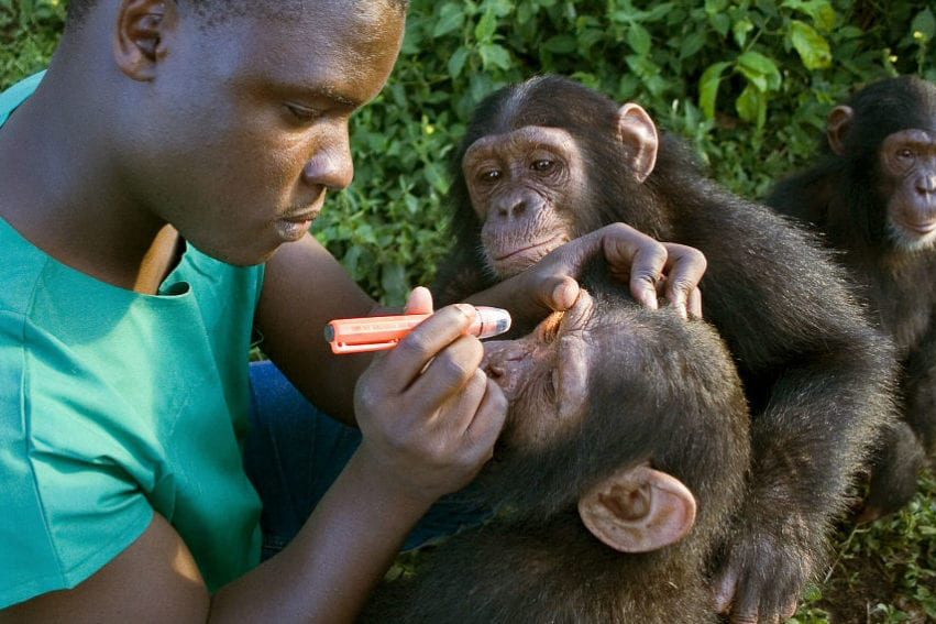 Veterinarian - CareerFlow